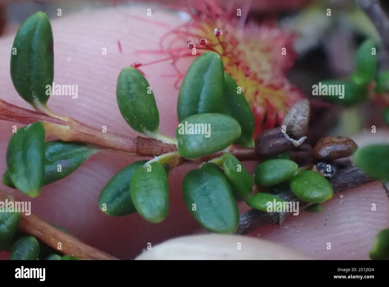 alpine azalea (Kalmia procumbens Stock Photo - Alamy