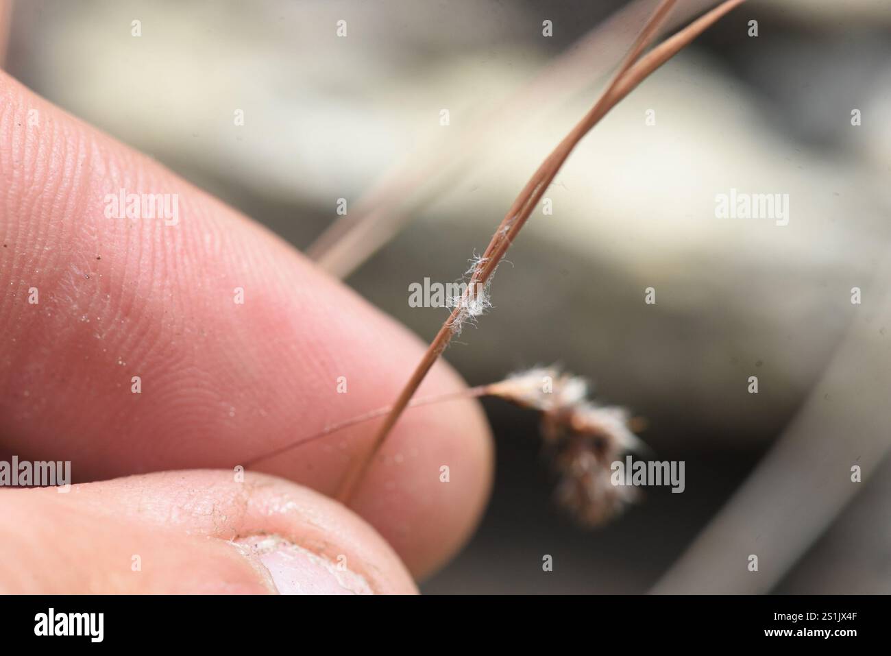 Spiked Woodrush (Luzula spicata Stock Photo - Alamy