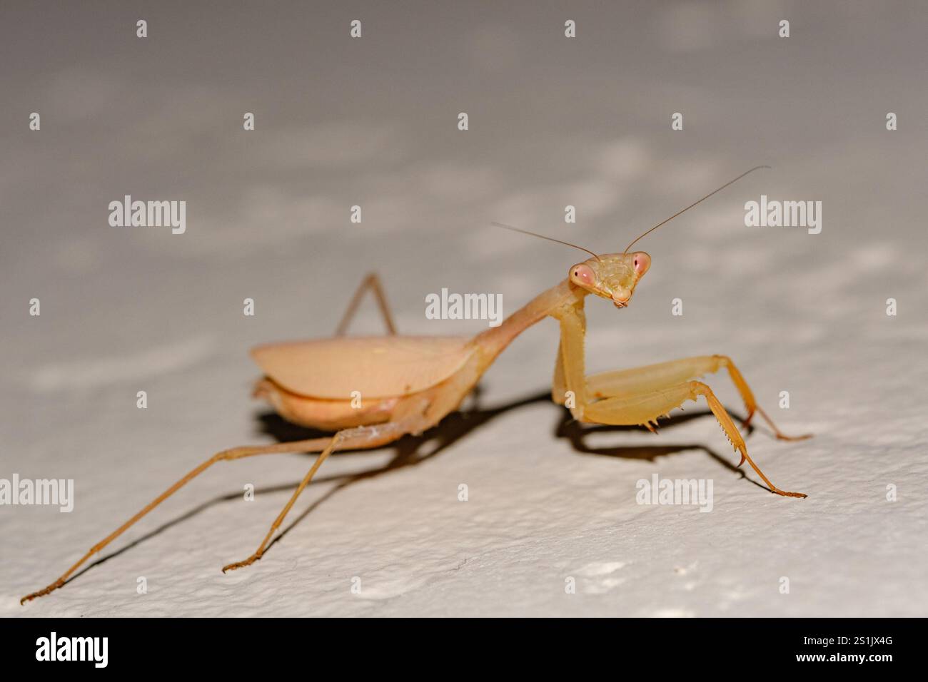 South African Mantis (Miomantis caffra Stock Photo - Alamy