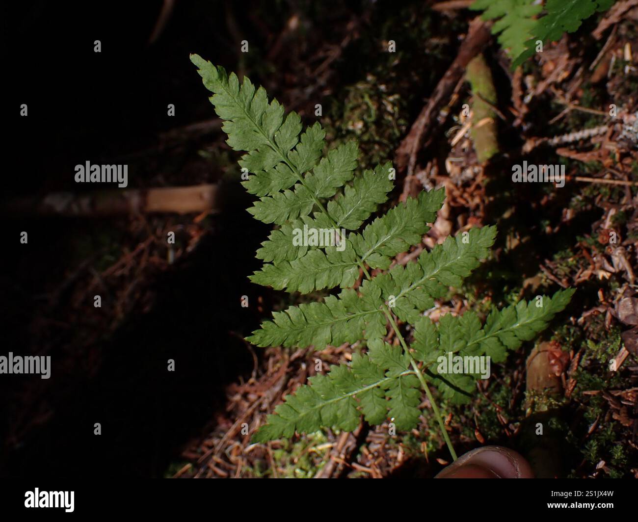 spreading wood fern (Dryopteris expansa Stock Photo - Alamy