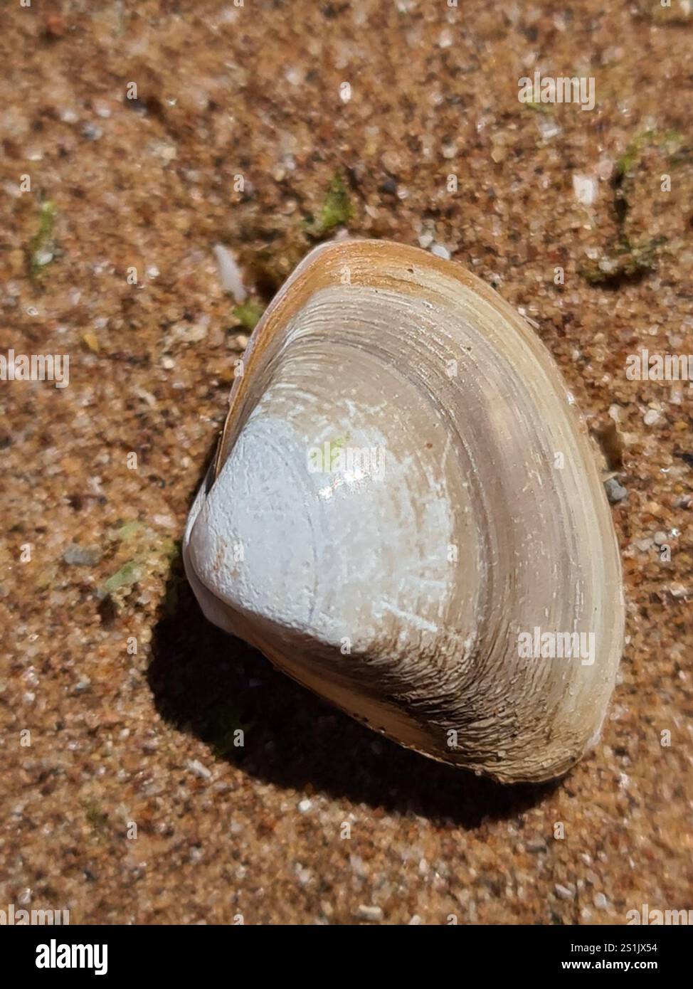 Cut Trough Shell (Spisula subtruncata Stock Photo - Alamy