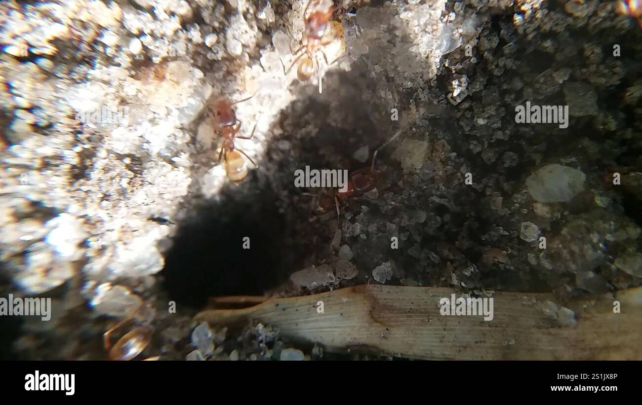 Buren's Pyramid Ant (Dorymyrmex bureni Stock Photo - Alamy