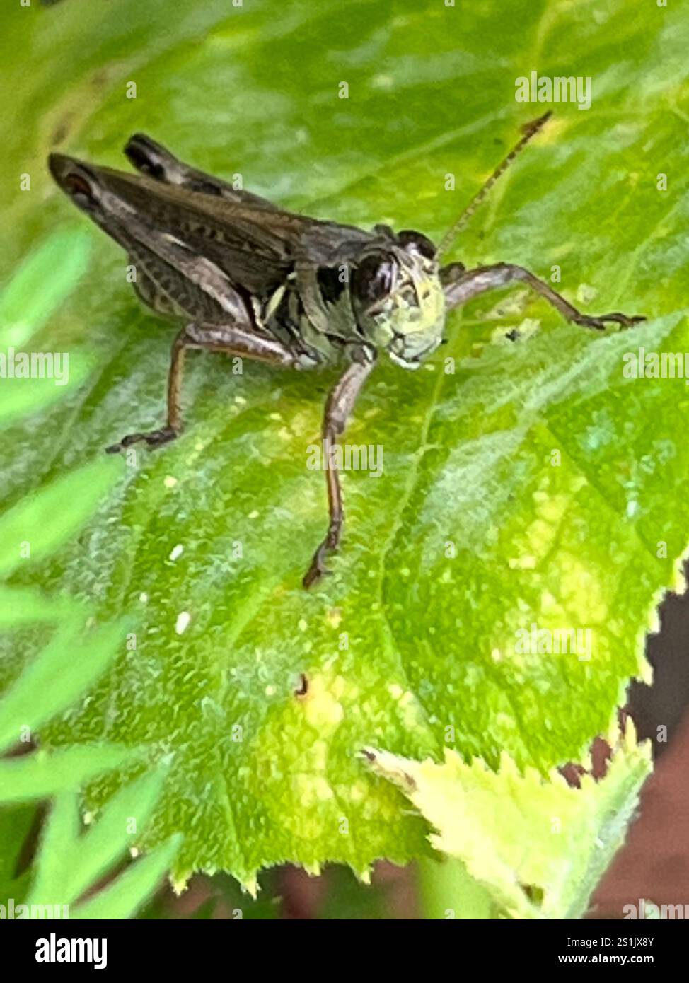 North American Spur-throated Grasshoppers (Melanoplus Stock Photo - Alamy