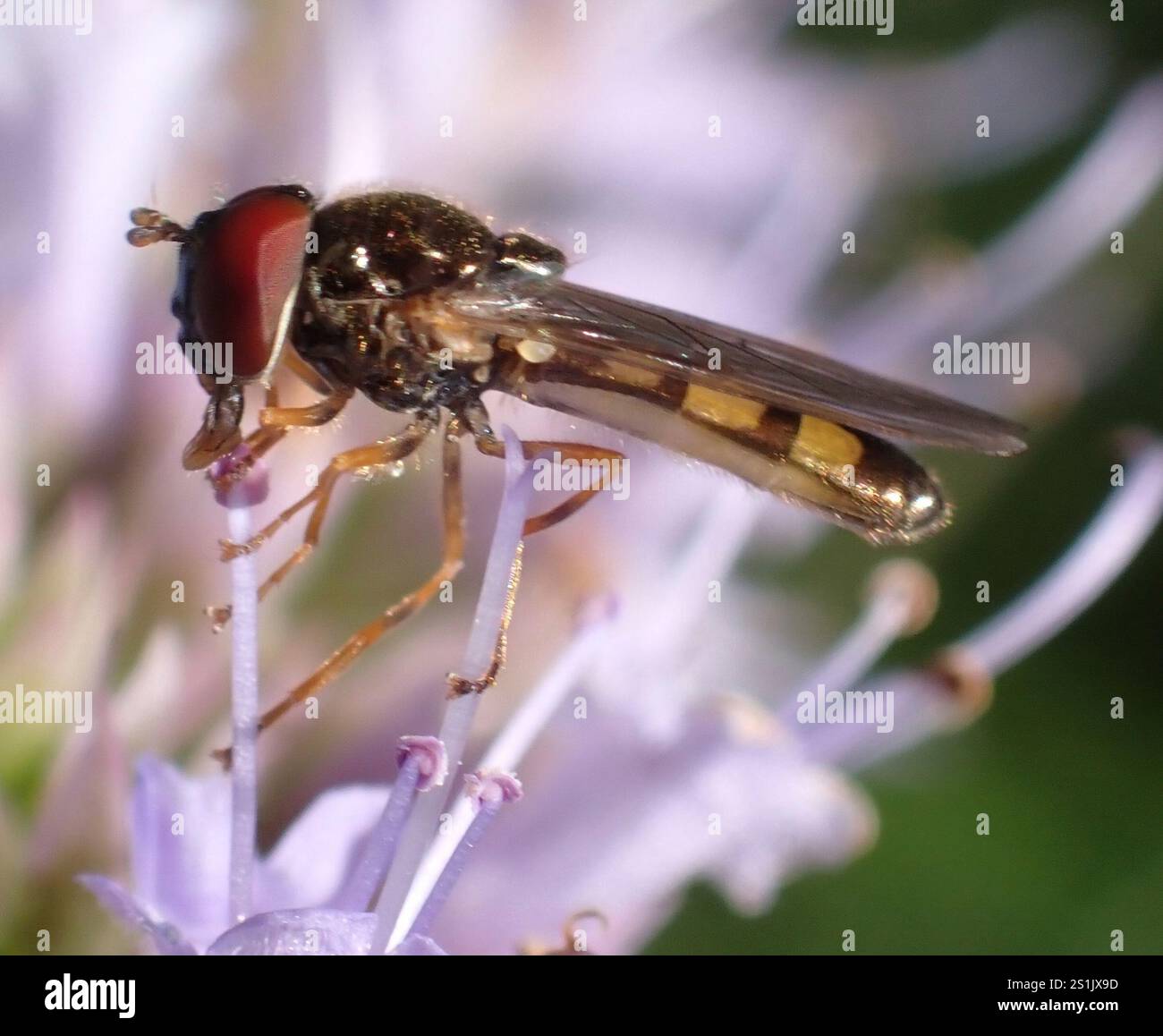 Variable Duskyface Fly (Melanostoma mellinum Stock Photo - Alamy