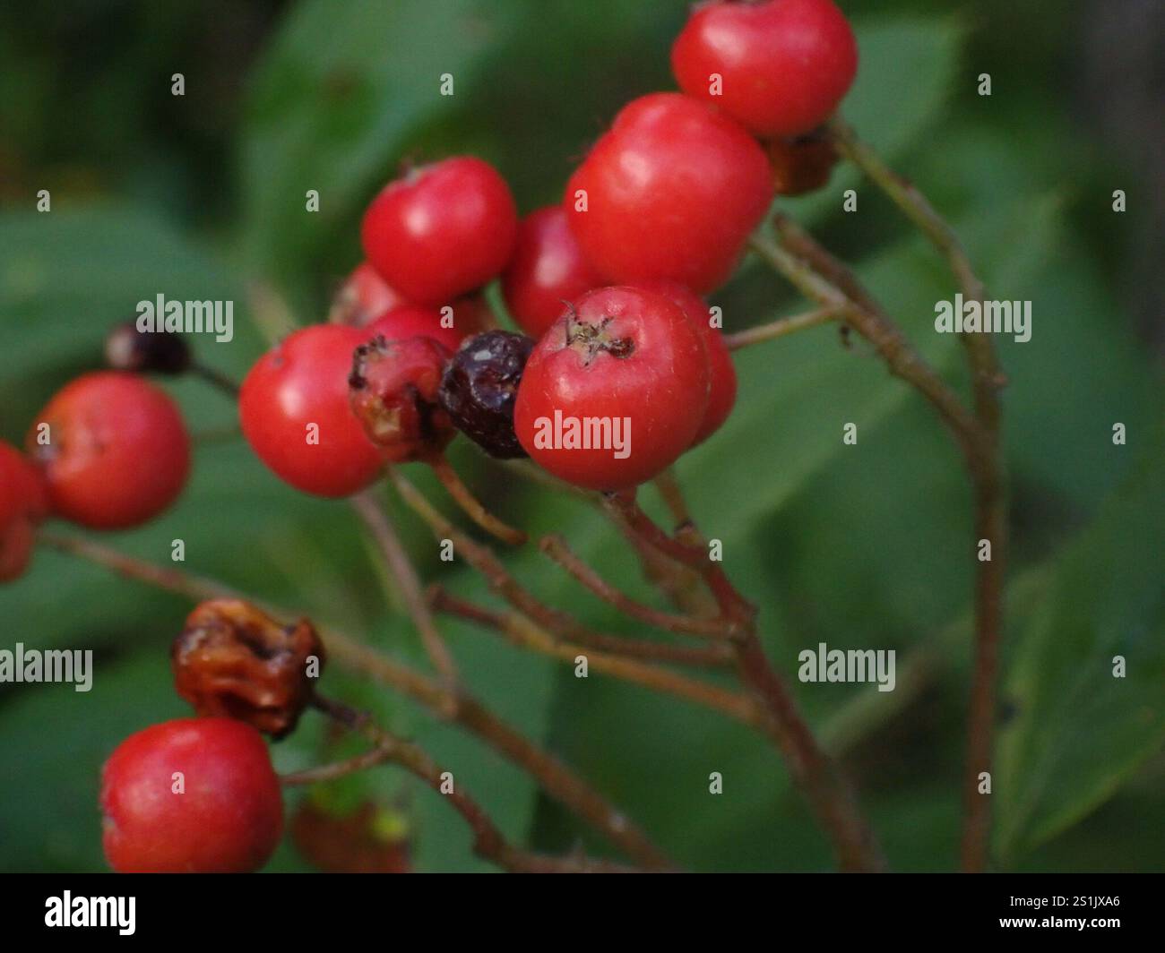 Sitka Mountain-Ash (Sorbus sitchensis Stock Photo - Alamy