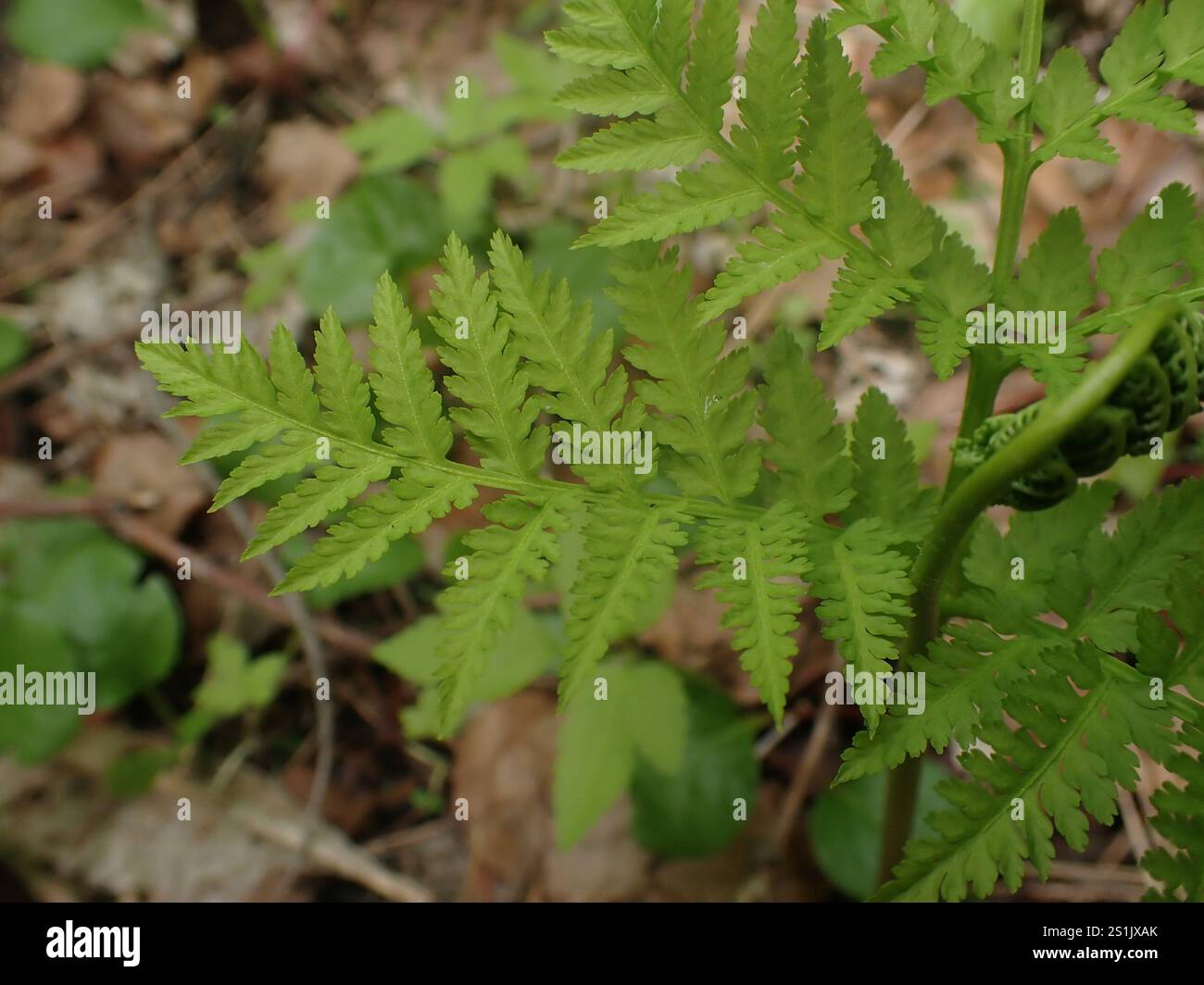 rattlesnake fern (Botrypus virginianus Stock Photo - Alamy