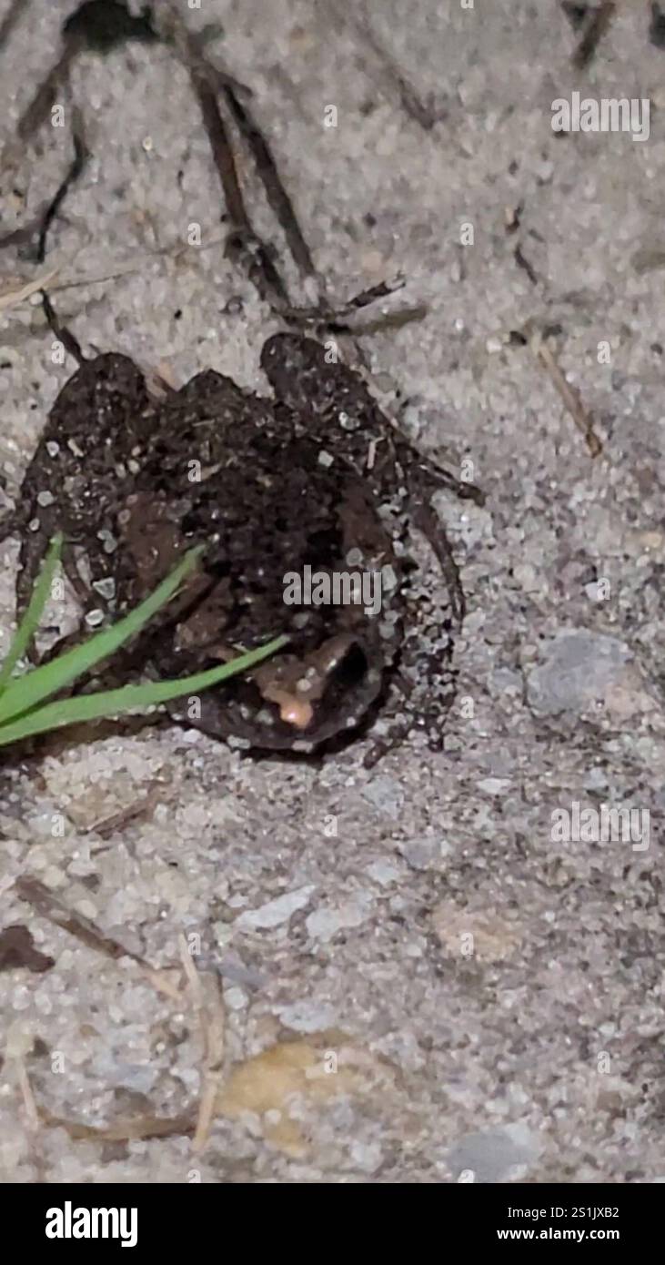 Eastern Narrow-mouthed Toad (Gastrophryne carolinensis Stock Photo - Alamy