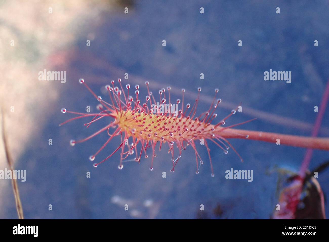 Great Sundew (Drosera anglica Stock Photo - Alamy
