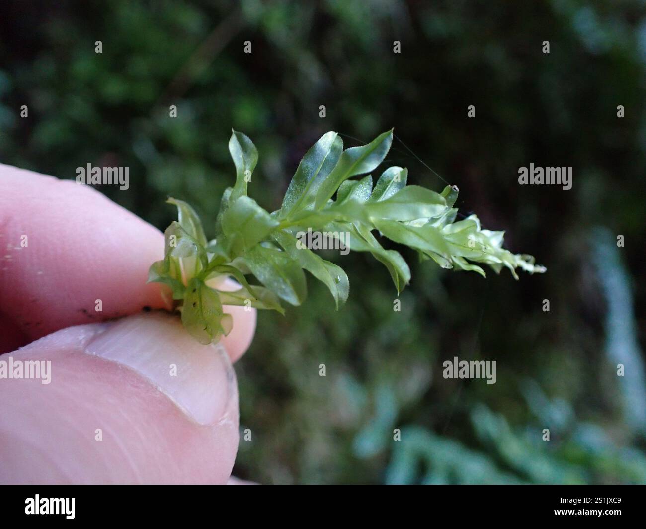 Badge Moss (Plagiomnium insigne Stock Photo - Alamy