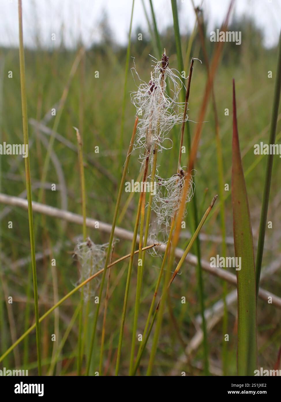 Cotton Deergrass (Trichophorum alpinum Stock Photo - Alamy