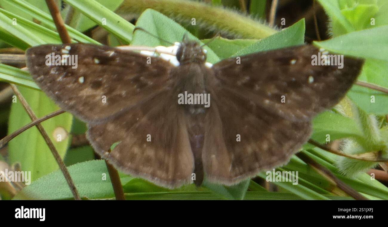Horace's Duskywing (Erynnis horatius Stock Photo - Alamy