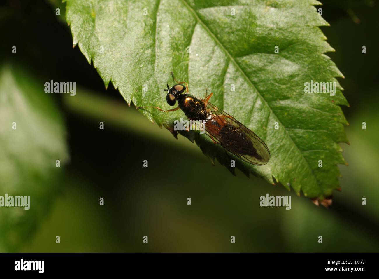 Twin-Spot Centurion Fly (Sargus bipunctatus Stock Photo - Alamy