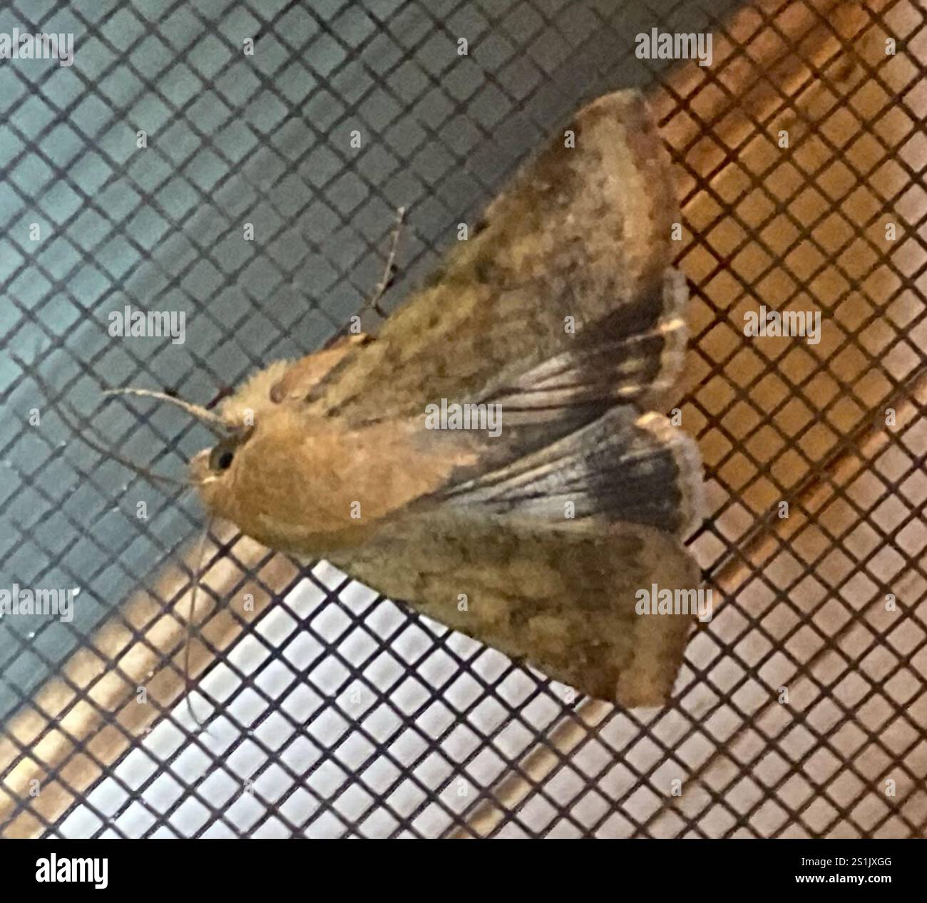 Corn Earworm Moth (Helicoverpa zea Stock Photo - Alamy