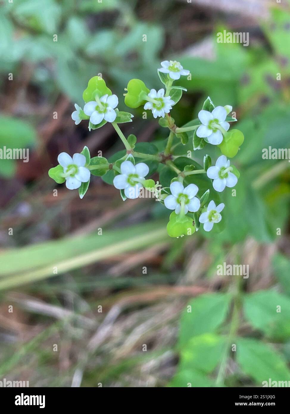 flowering spurge (Euphorbia corollata Stock Photo - Alamy