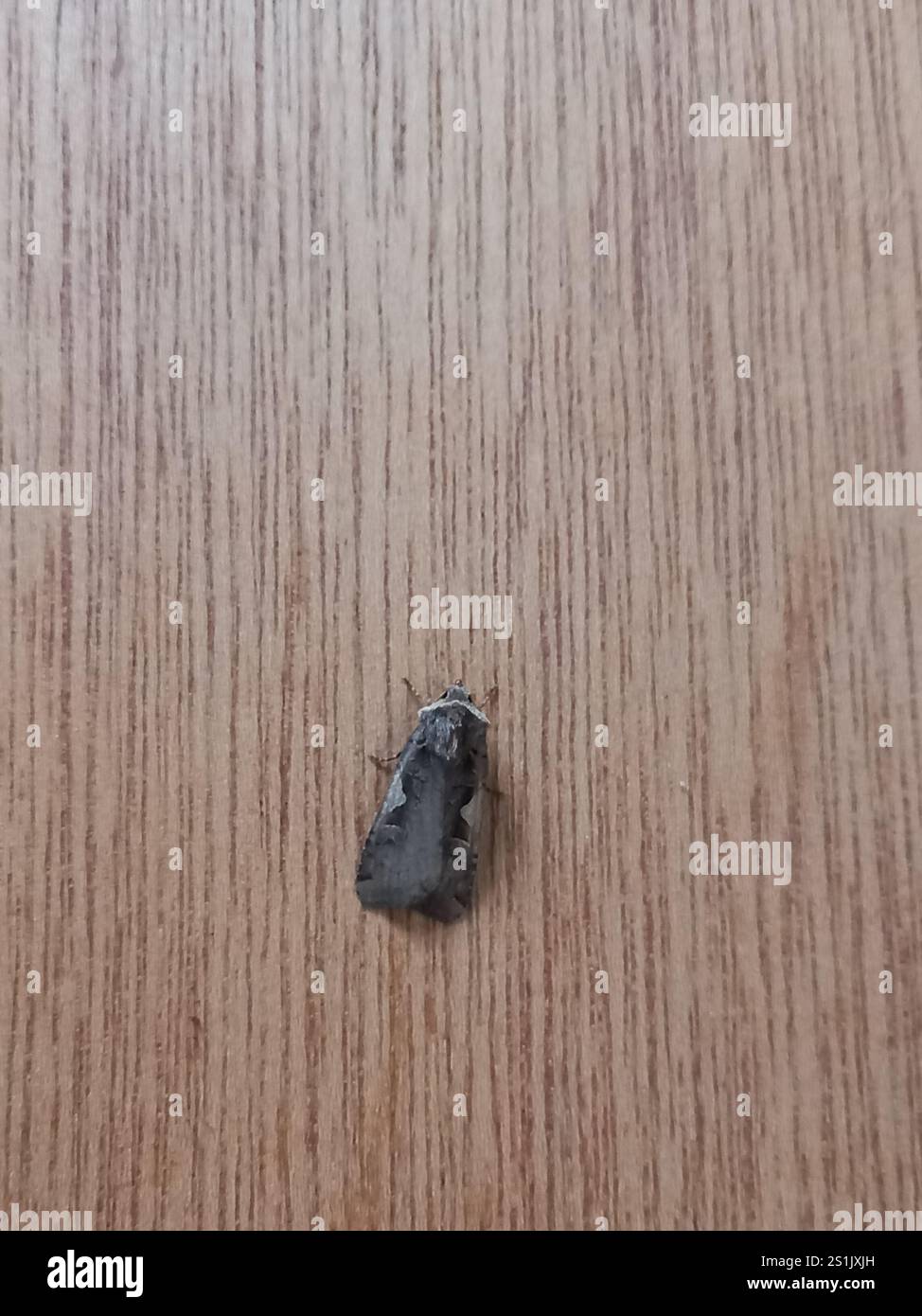 Setaceous Hebrew Character (Xestia c-nigrum Stock Photo - Alamy