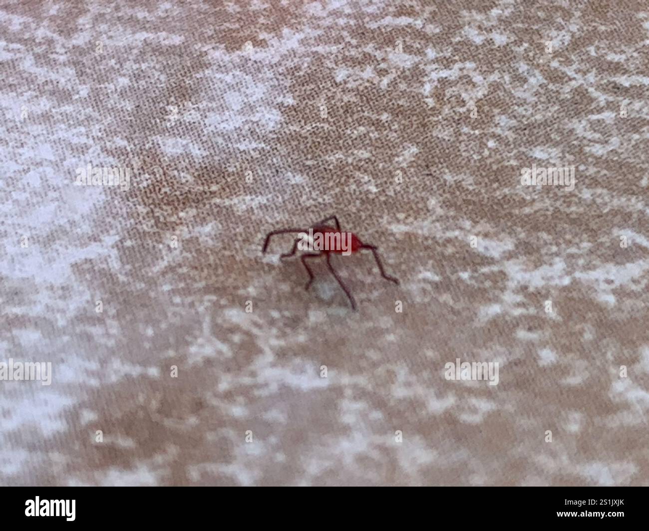 True Bugs (Heteroptera Stock Photo - Alamy