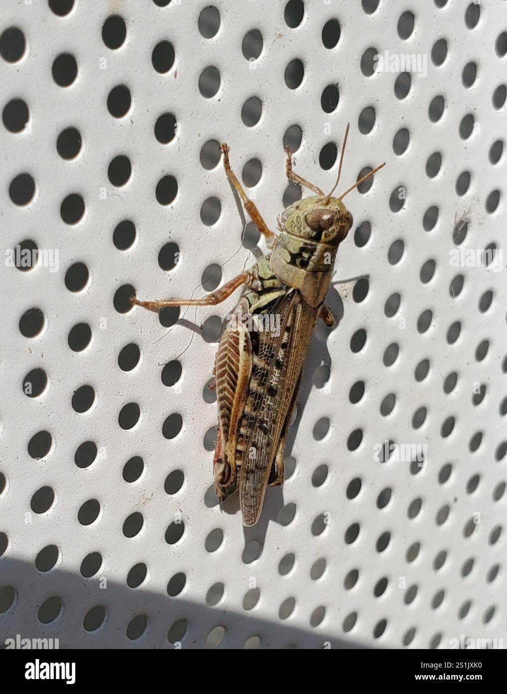 Migratory Grasshopper (Melanoplus sanguinipes Stock Photo - Alamy