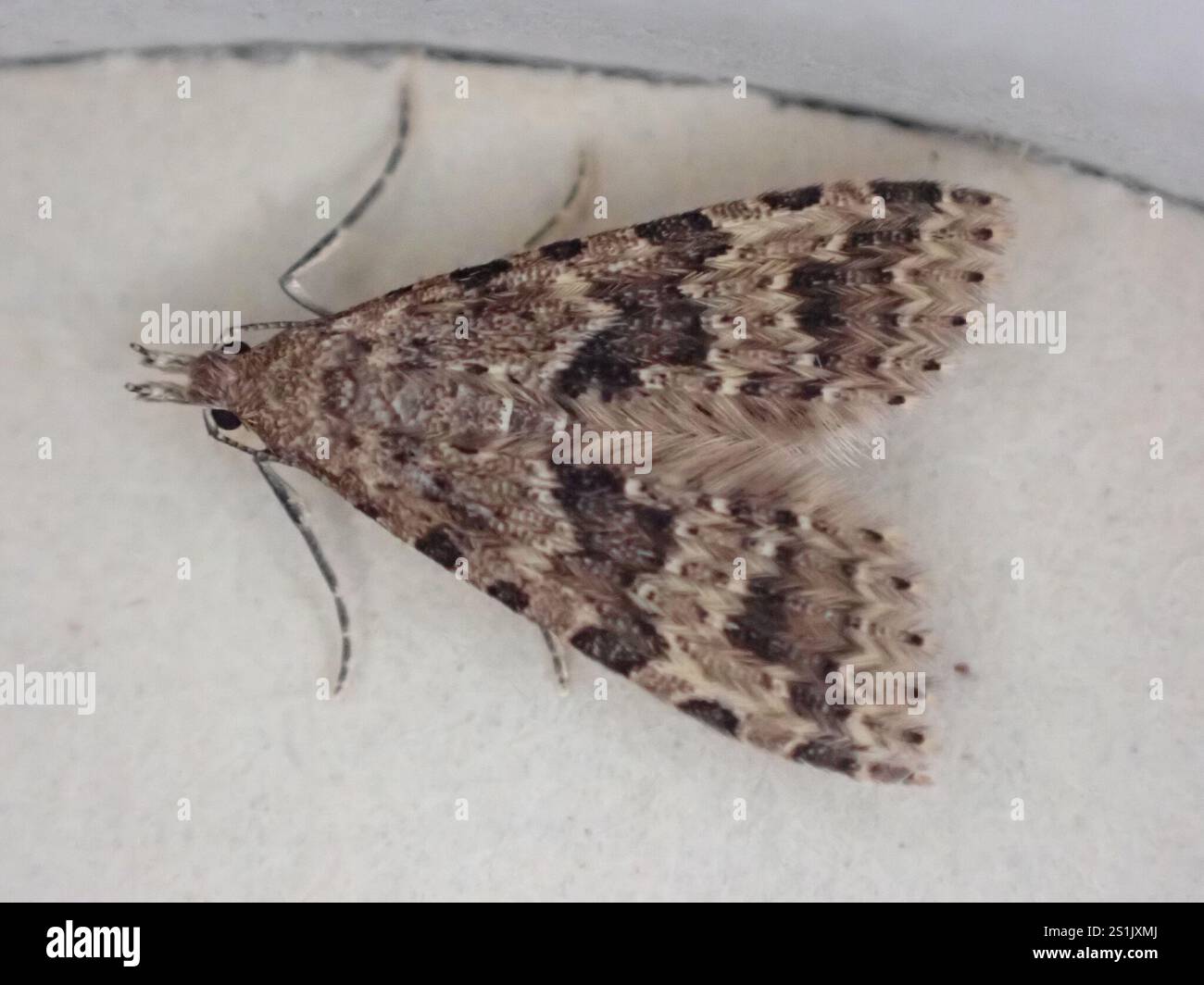 Twenty-plume Moth (Alucita hexadactyla Stock Photo - Alamy