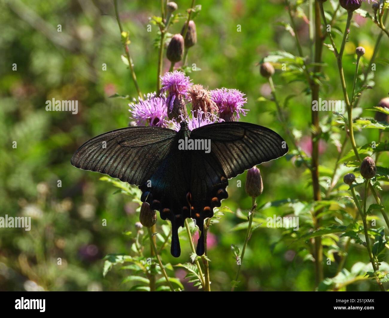 Alpine Black Swallowtail (Papilio maackii Stock Photo - Alamy