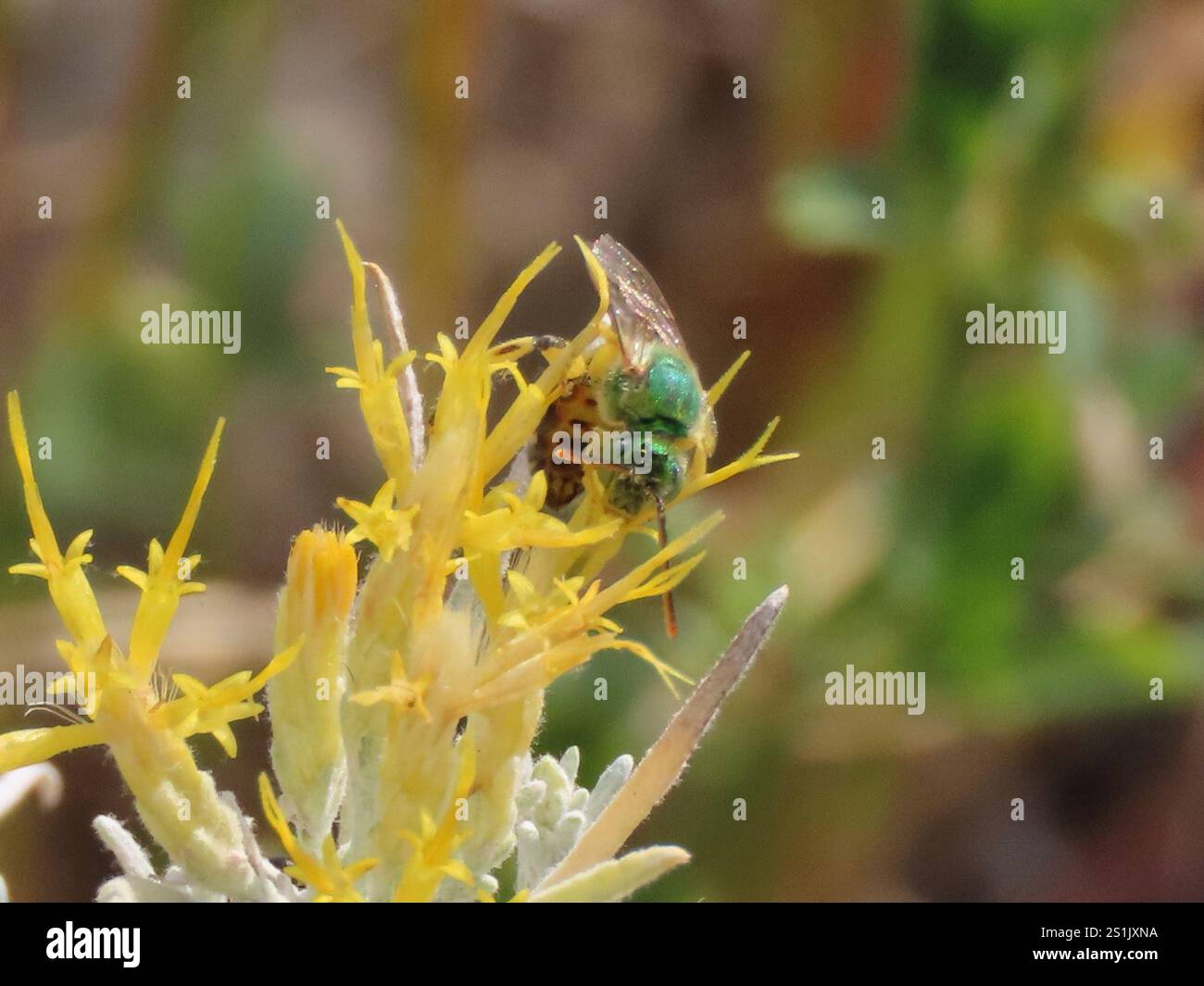 Striped Sweat Bees (Agapostemon Stock Photo - Alamy