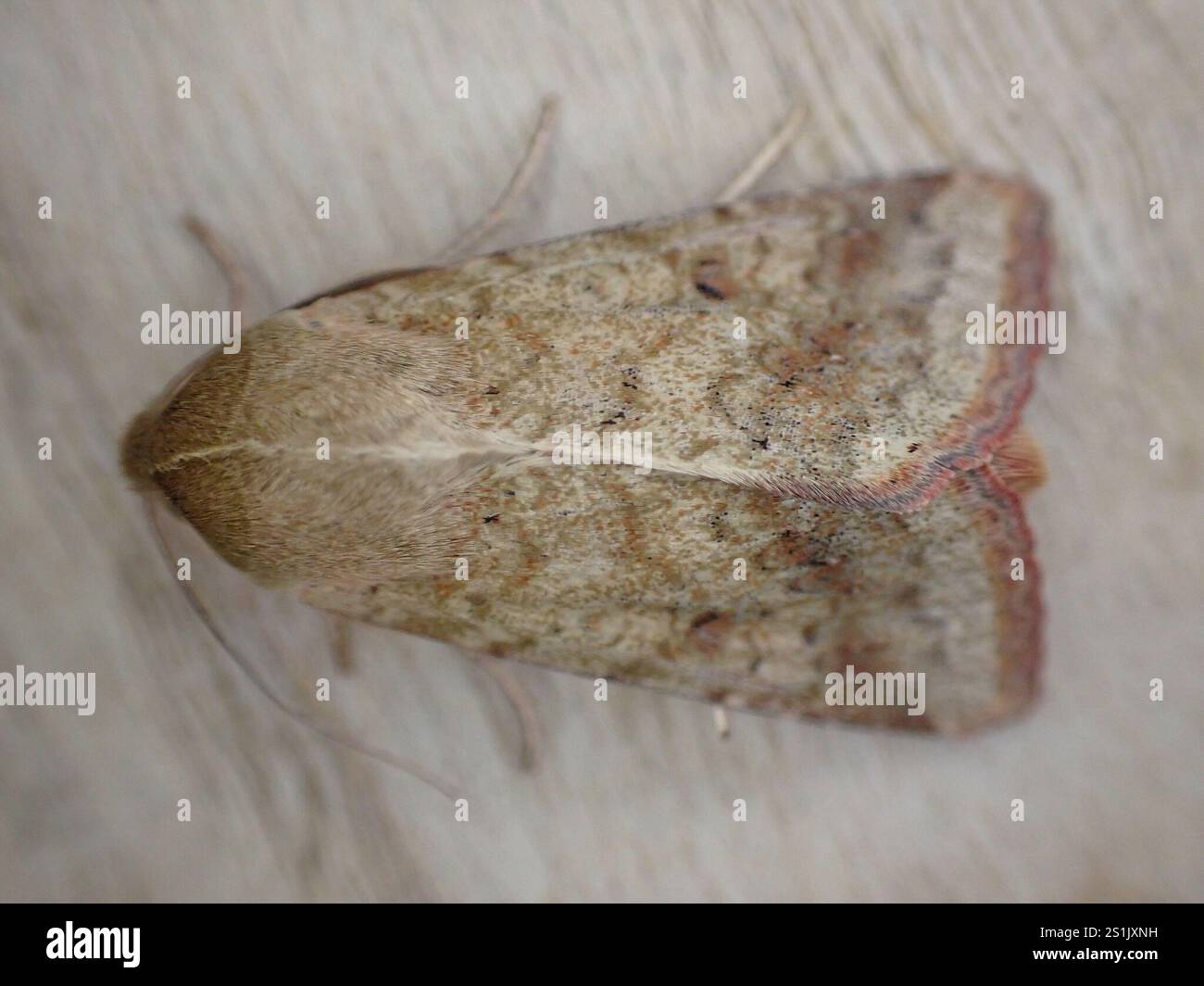 Cotton Bollworm Moth (Helicoverpa armigera Stock Photo - Alamy