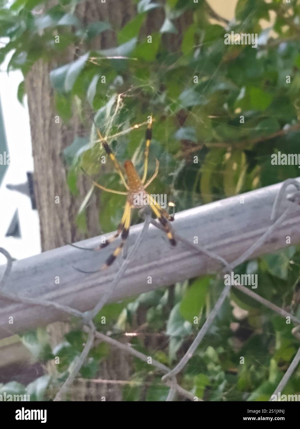 Golden Silk Spider (Trichonephila clavipes Stock Photo - Alamy
