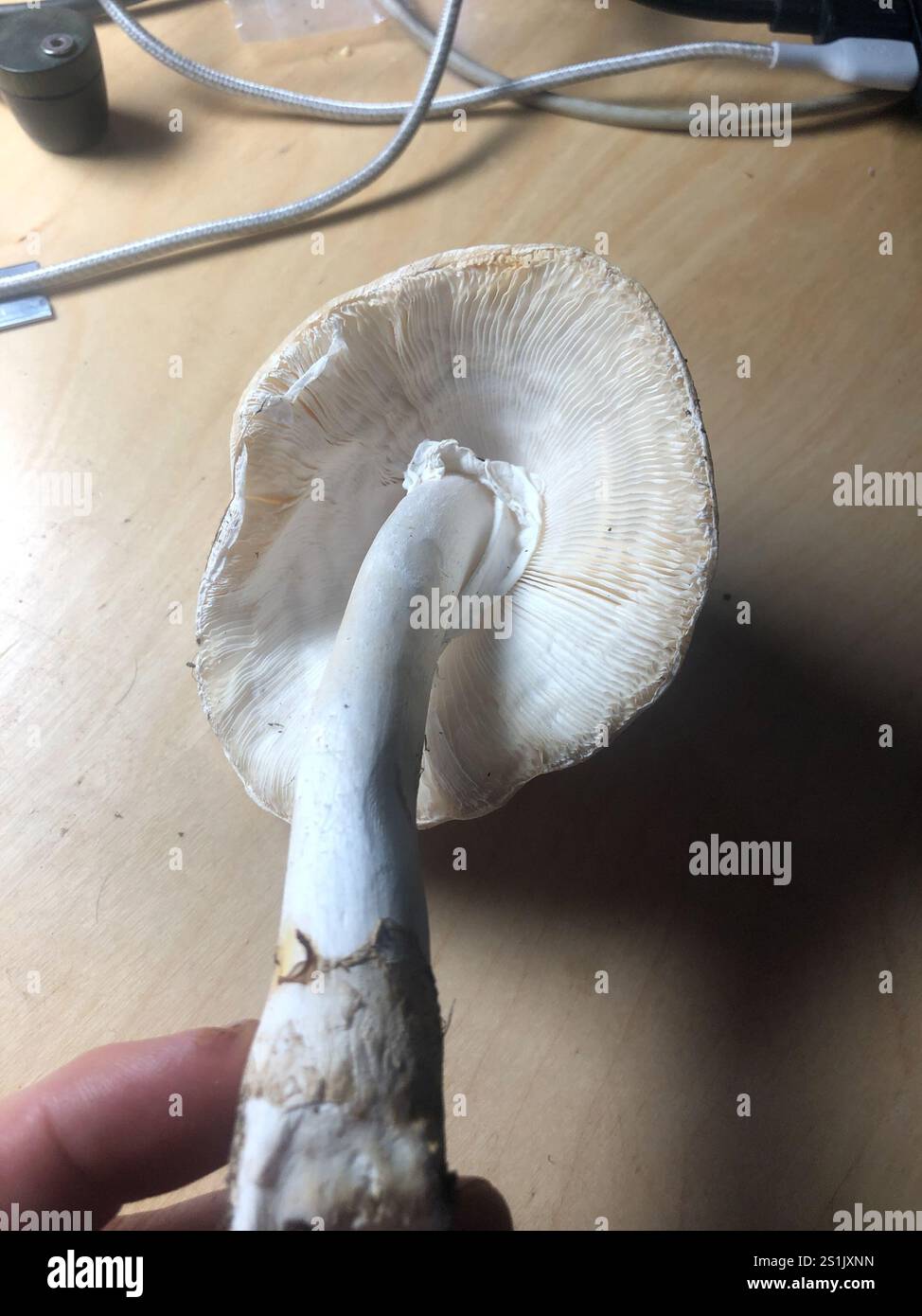 Eastern North American Destroying Angel (Amanita bisporigera Stock ...