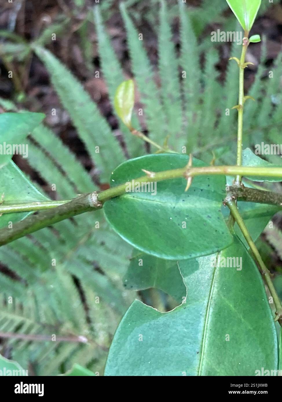 Native Bougainvillea (Pisonia aculeata Stock Photo - Alamy