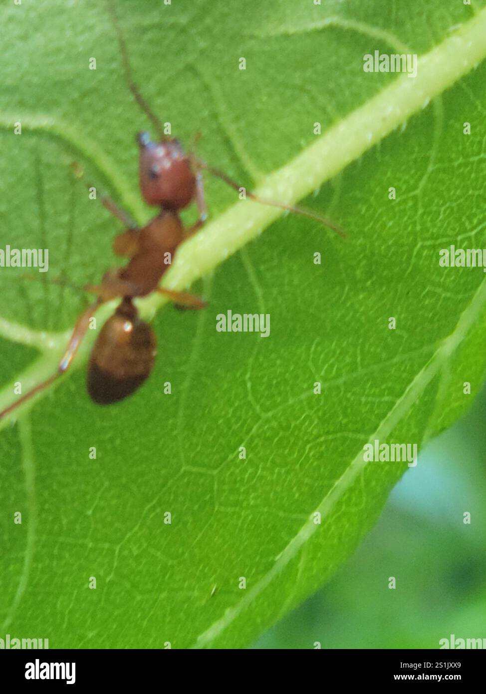 Chestnut Carpenter Ant (Camponotus castaneus Stock Photo - Alamy
