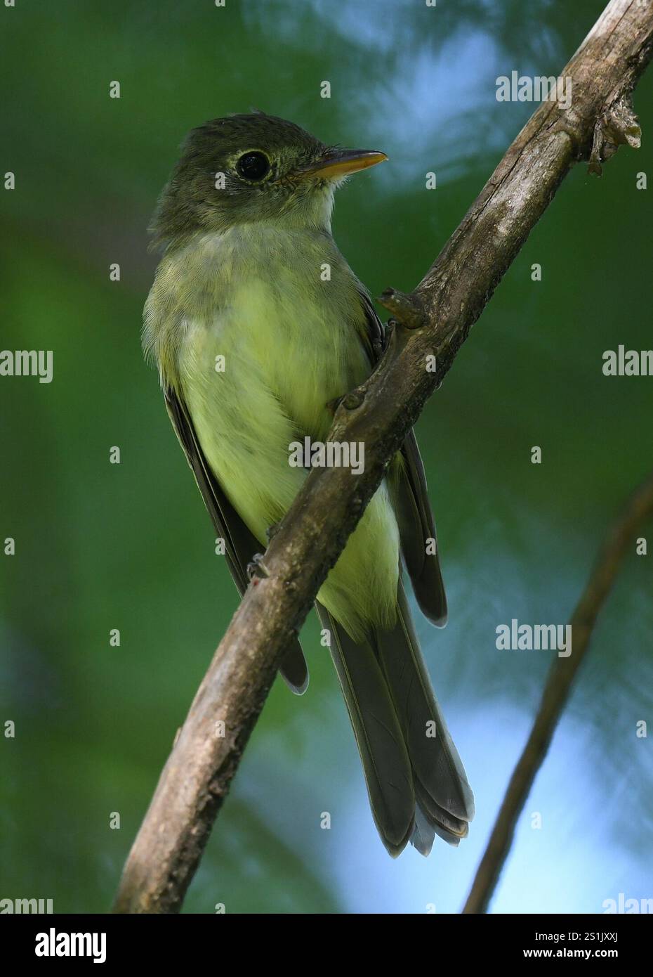 Acadian Flycatcher (Empidonax virescens Stock Photo - Alamy