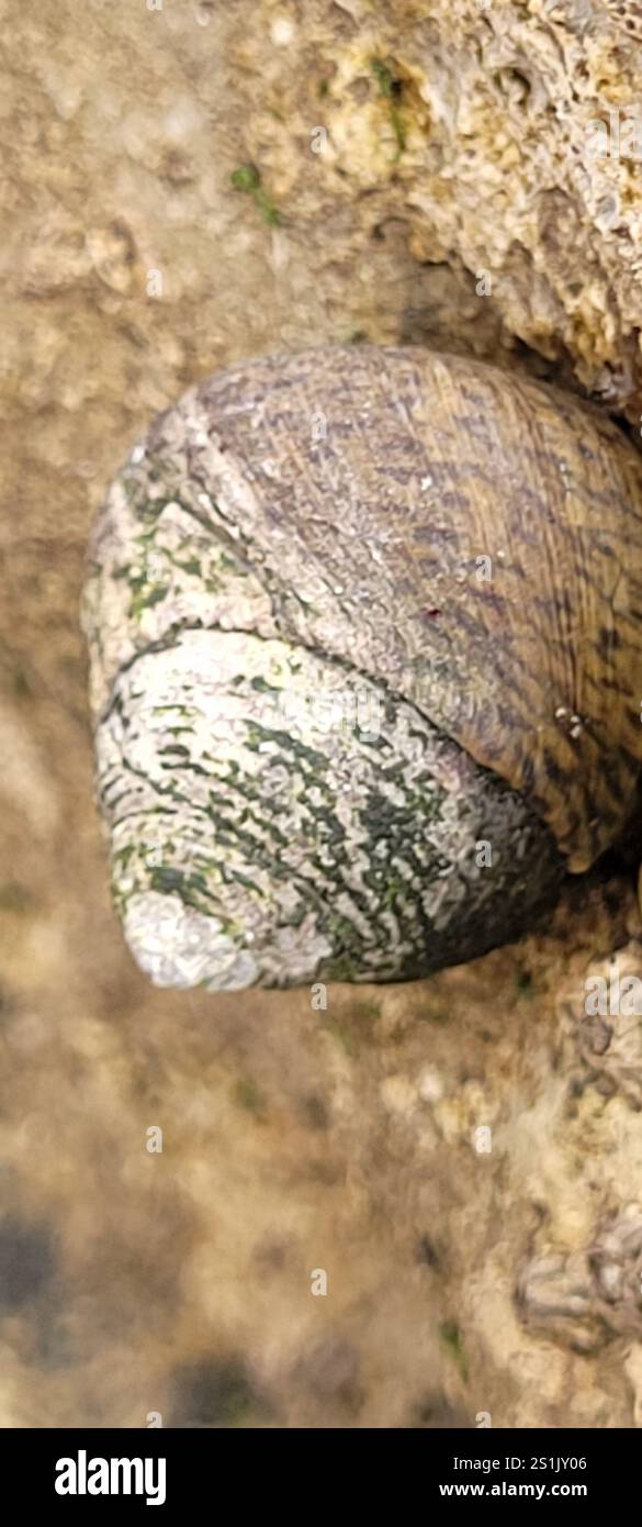 Trochidae hi-res stock photography and images - Alamy
