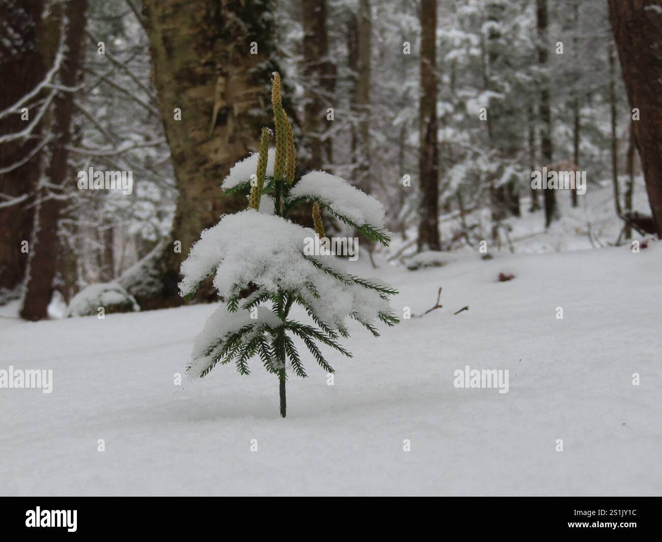 flat-branched tree-clubmoss (Dendrolycopodium obscurum Stock Photo - Alamy