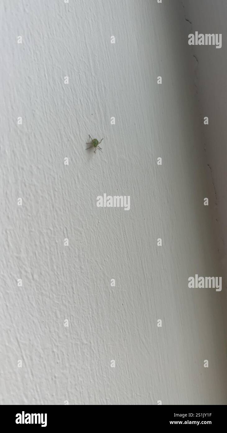 True Bugs, Hoppers, Aphids, and allies (Hemiptera Stock Photo - Alamy