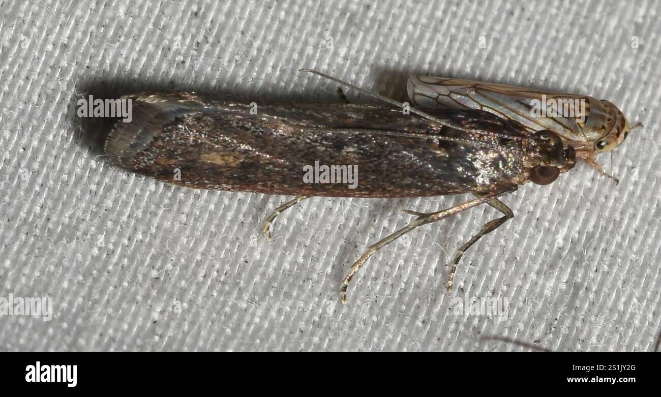 Lesser Cornstalk Borer Moth (Elasmopalpus lignosella Stock Photo - Alamy