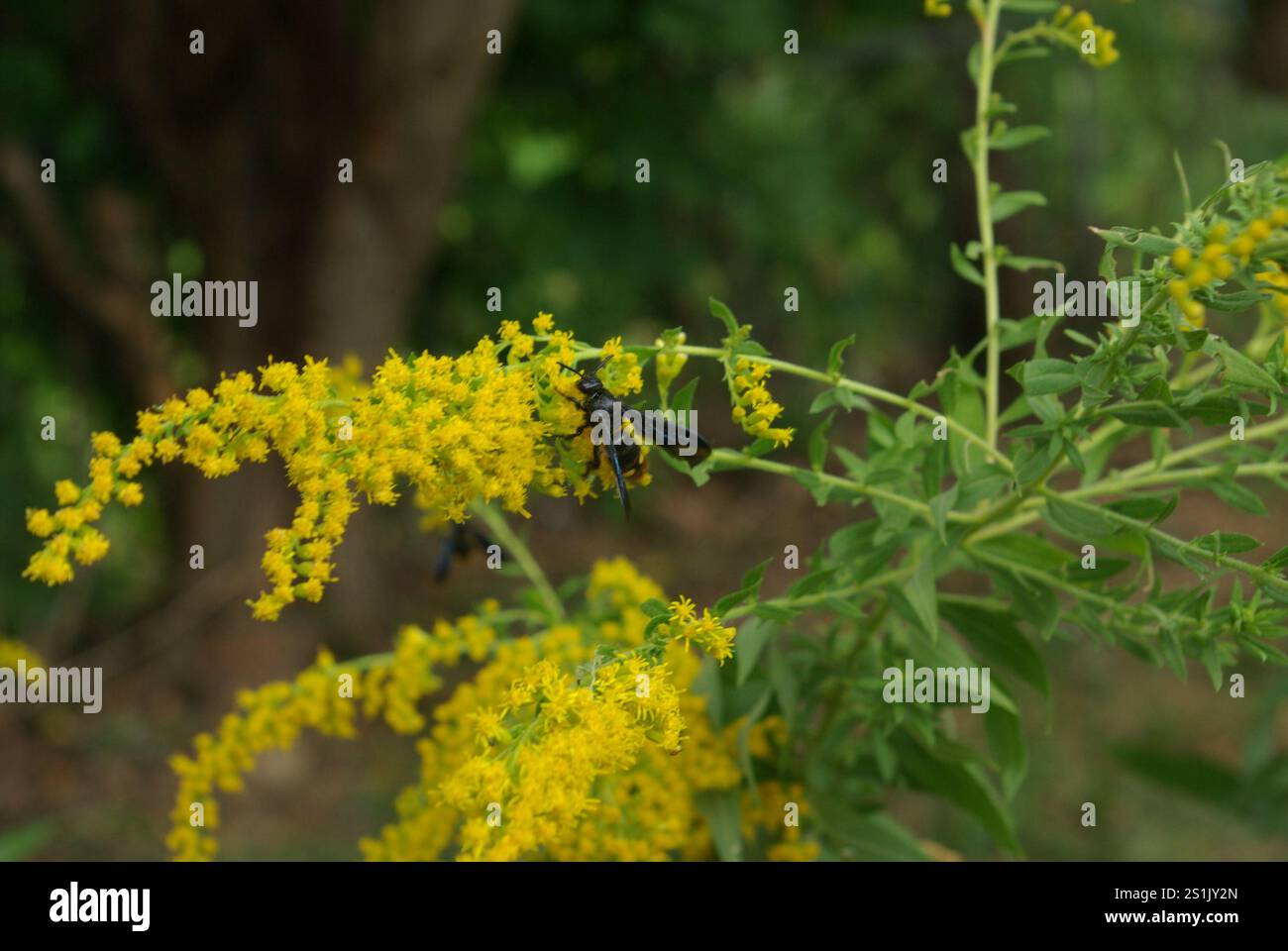 Blue-winged Scoliid Wasp (Scolia dubia Stock Photo - Alamy