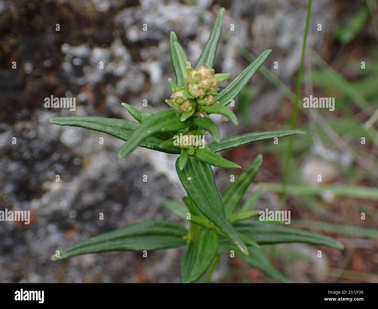 Northern Bedstraw (Galium boreale Stock Photo - Alamy