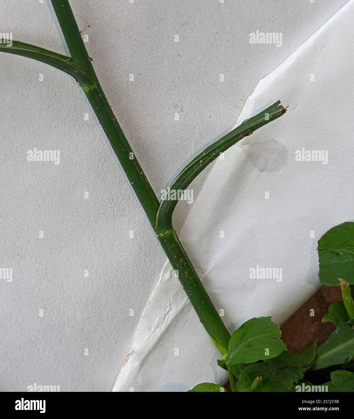 Bahaman aster (Symphyotrichum bahamense Stock Photo - Alamy