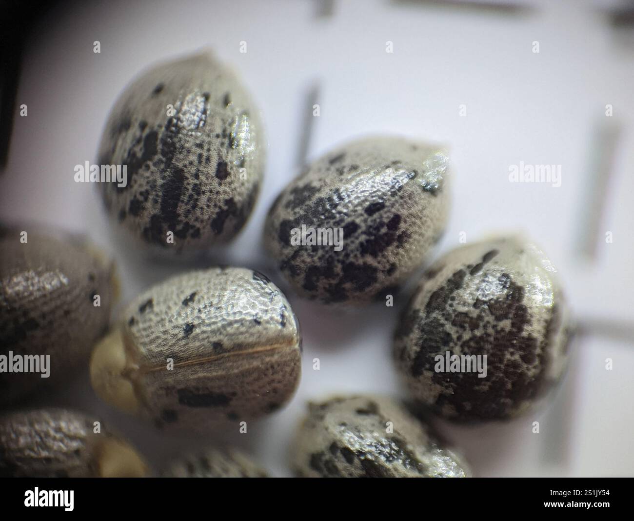 sand croton (Croton glandulosus septentrionalis Stock Photo - Alamy