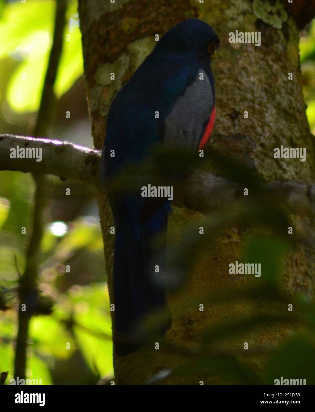 Blue-crowned Trogon (Trogon curucui Stock Photo - Alamy