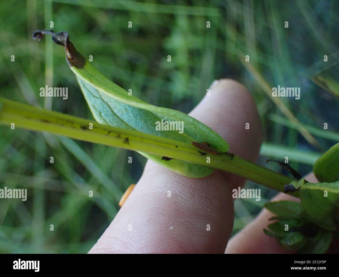 king's scepter gentian (Gentiana sceptrum Stock Photo - Alamy