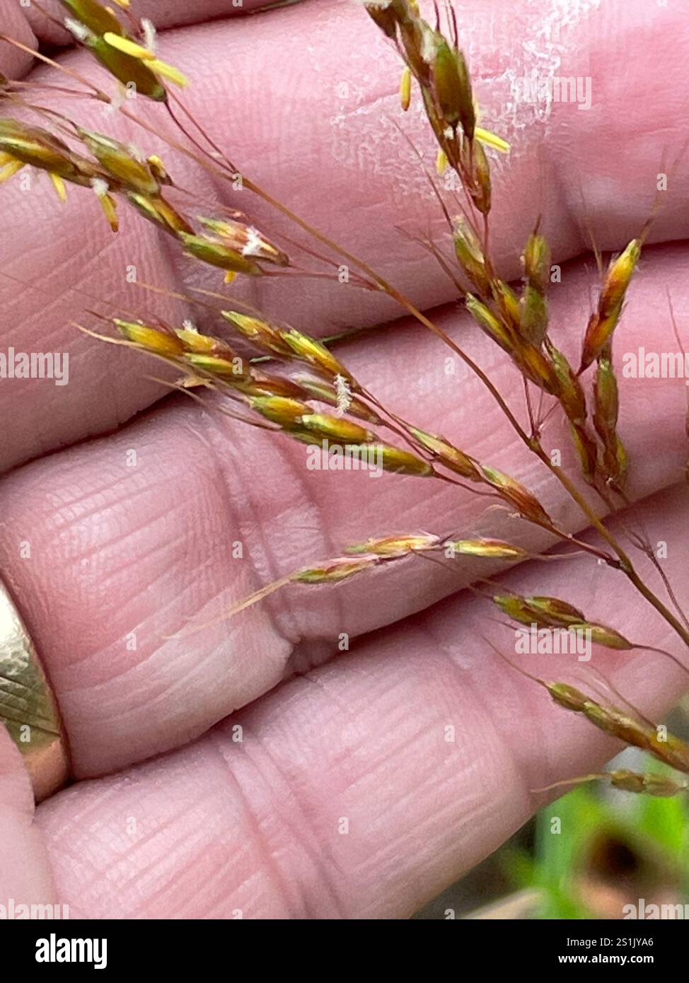 Indiangrass (Sorghastrum nutans Stock Photo - Alamy
