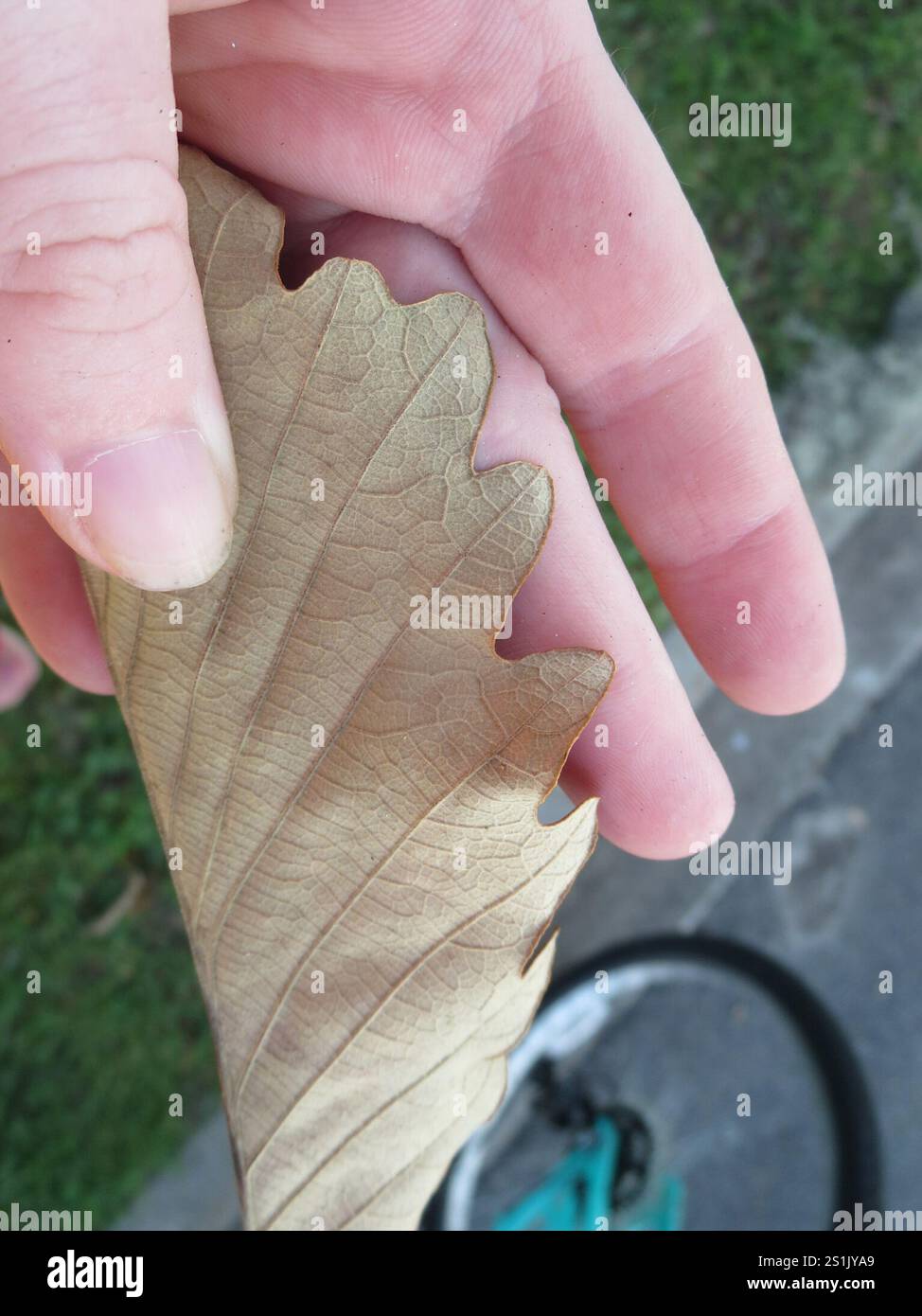 swamp chestnut oak (Quercus michauxii Stock Photo - Alamy