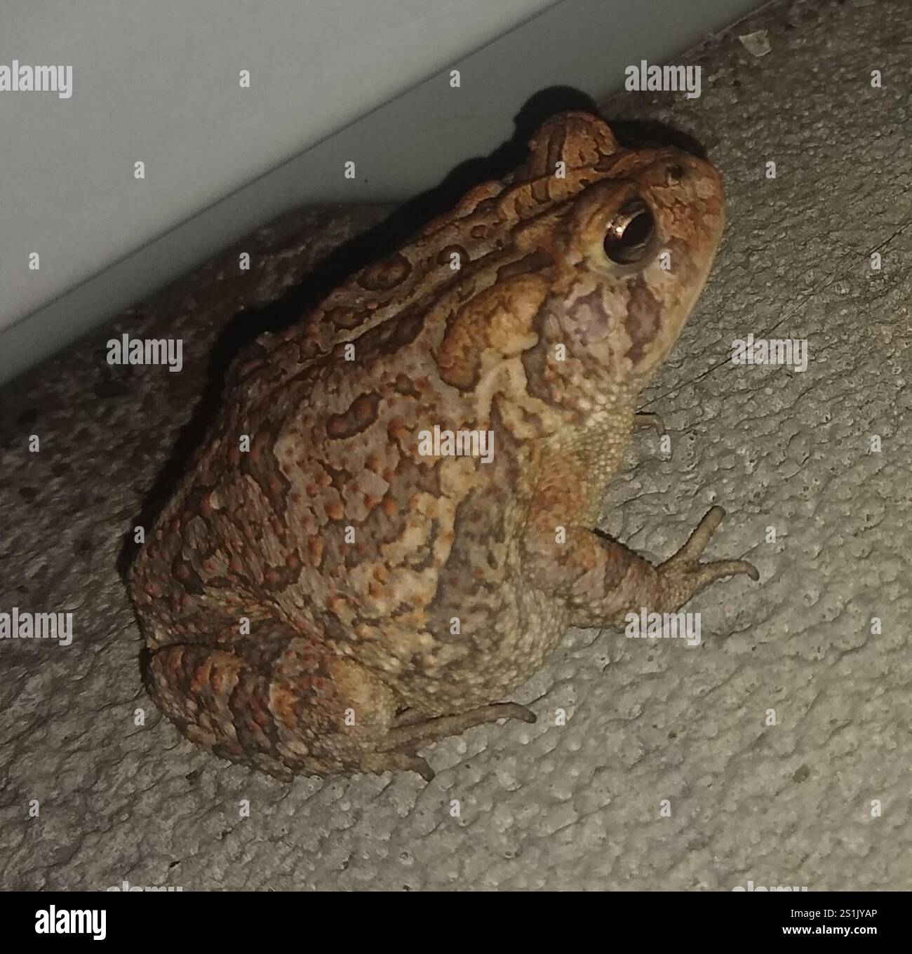 Southern Toad (Anaxyrus terrestris Stock Photo - Alamy