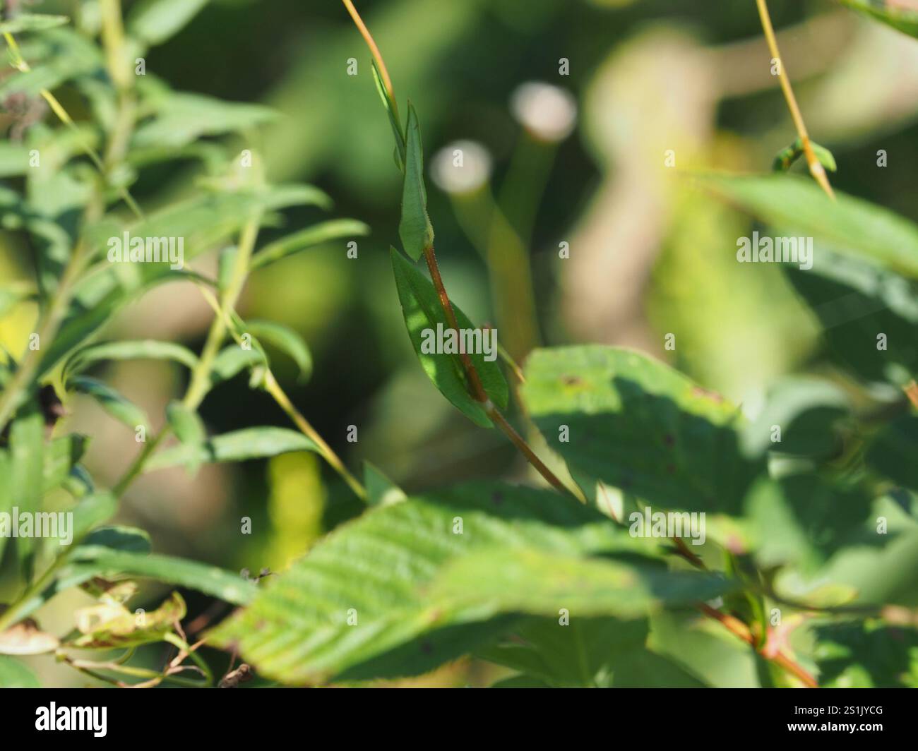 arrow-leaved tearthumb (Persicaria sagittata Stock Photo - Alamy