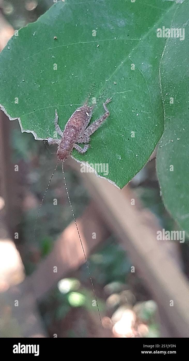True Crickets (Gryllidae Stock Photo - Alamy