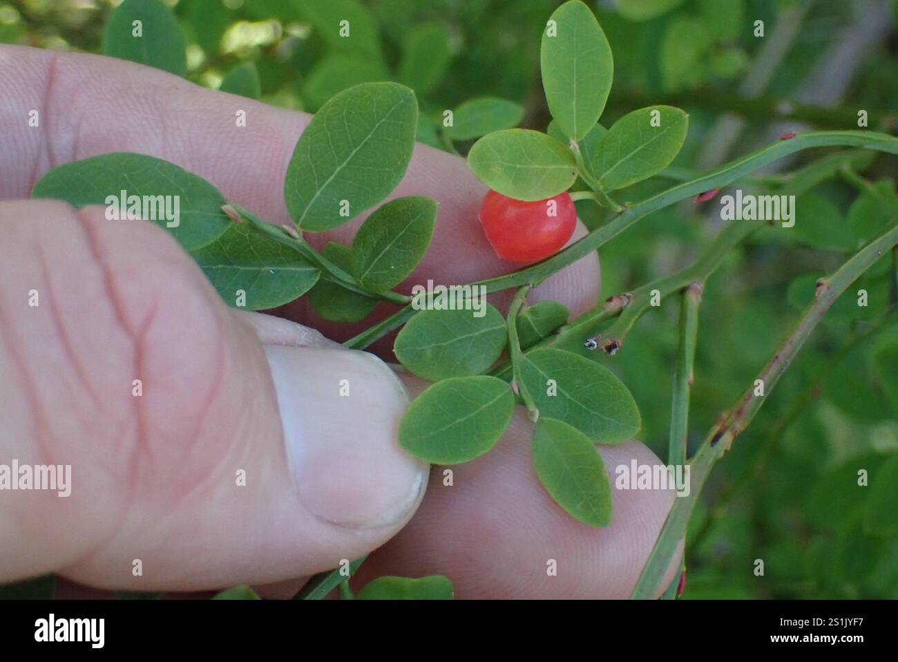 Red Huckleberry (Vaccinium parvifolium Stock Photo - Alamy