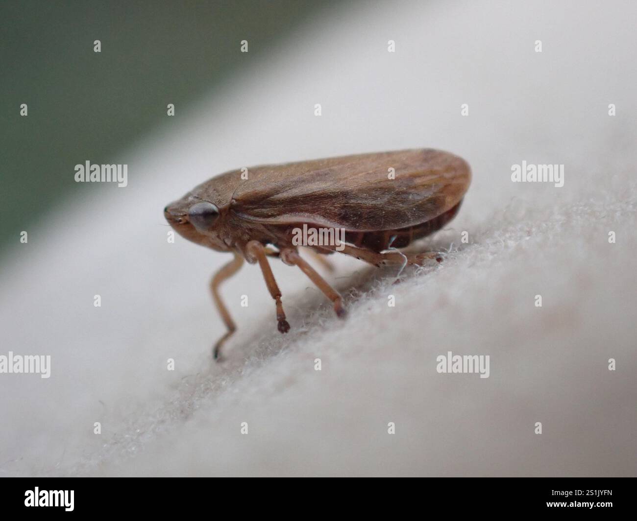 Meadow Spittlebug (Philaenus spumarius Stock Photo - Alamy