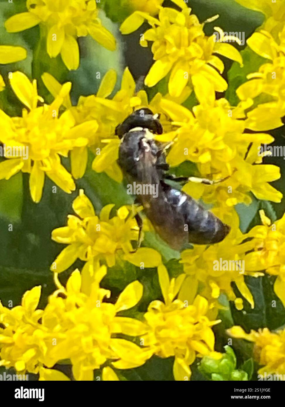 Masked Bees (Hylaeus Stock Photo - Alamy