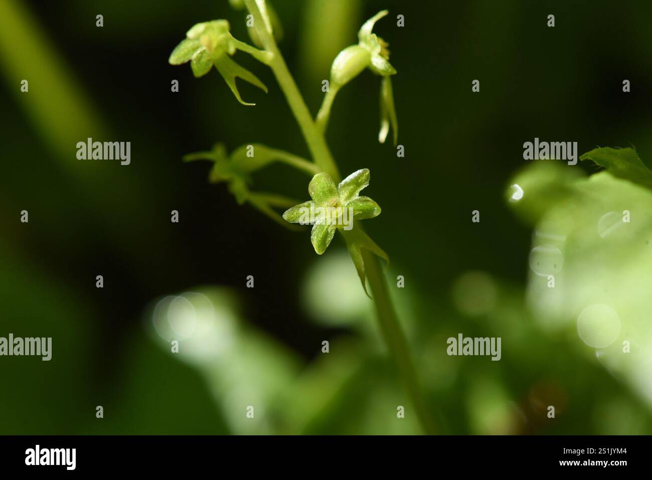 Heartleaf Twayblade (Neottia cordata Stock Photo - Alamy