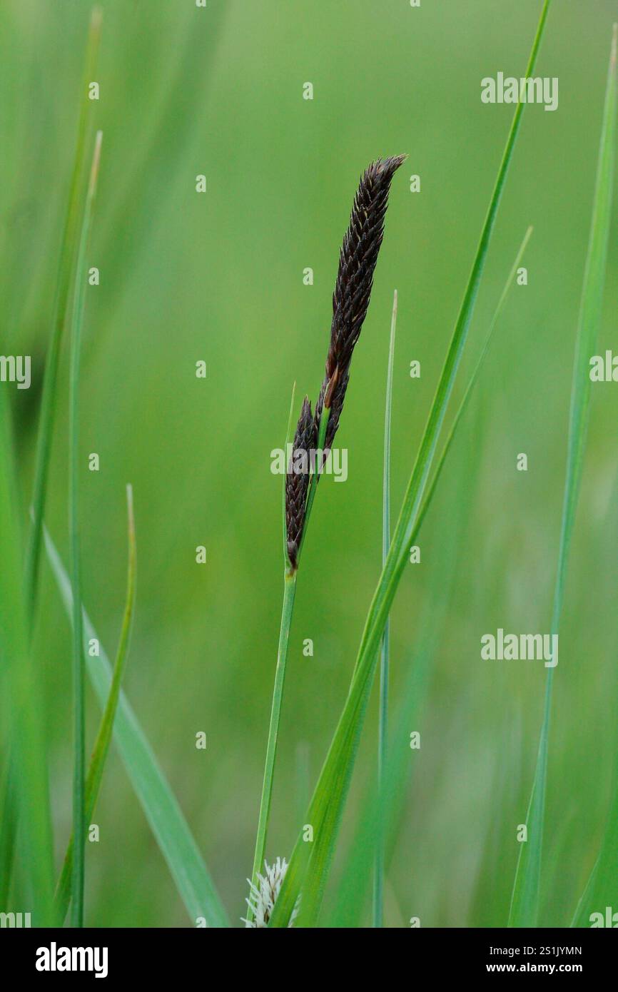 Great Plains Sedge (Carex melanostachya Stock Photo - Alamy